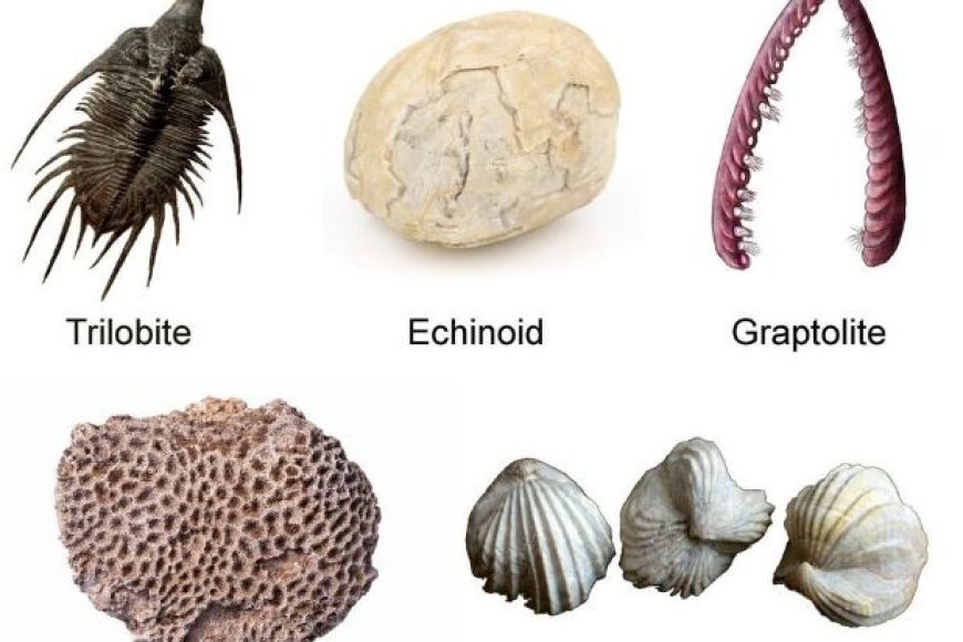 MORPHOLOGY, EVOLUTION, AND STRATIGRAPHIC IMPORTANCE OF CORALS ...