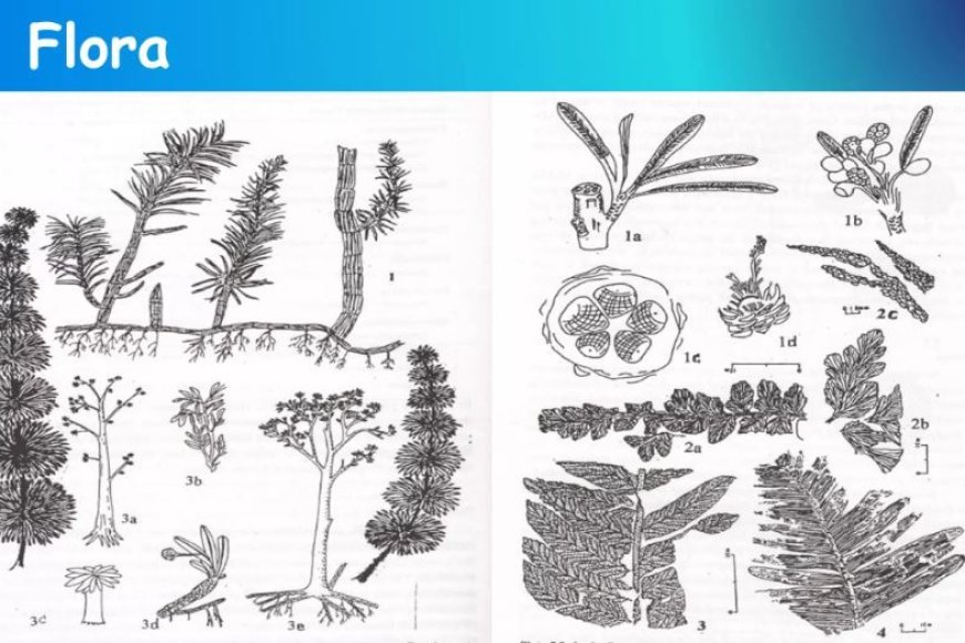 GONDWANA FLORA AND ITS STRATIGRAPHIC IMPORTANCE